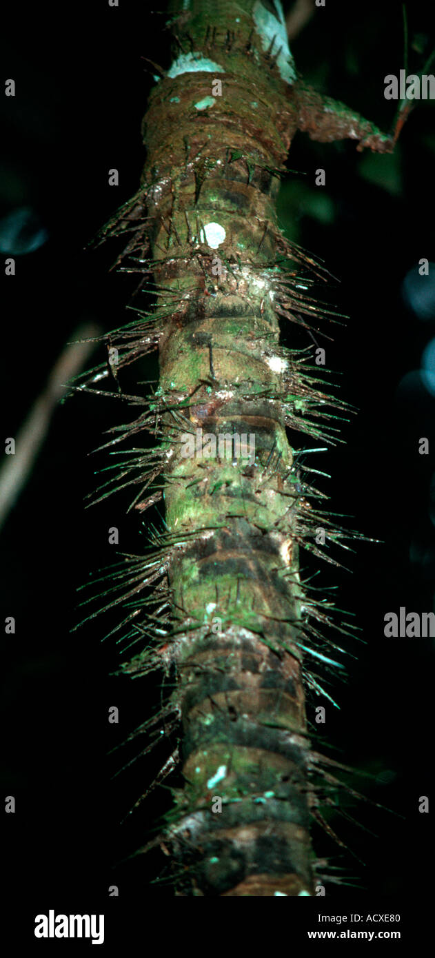 Tucuma palm hi-res stock photography and images - Alamy