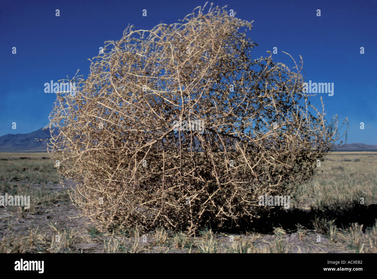 Tumbleweed plant hi-res stock photography and images - Alamy