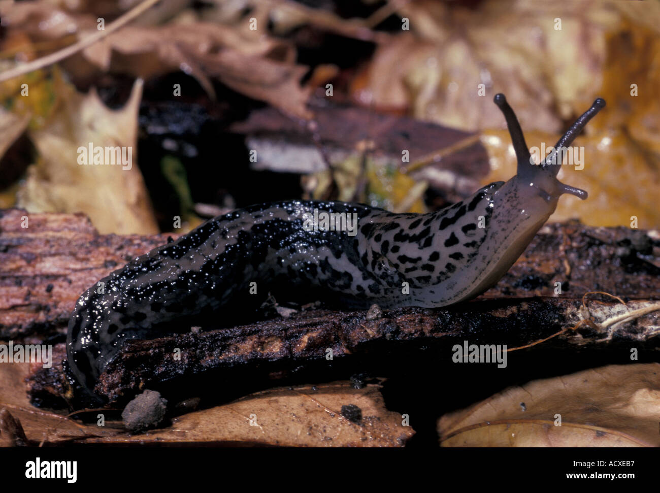 INVERTEBRATE Garden Spotted Stock Photo - Alamy
