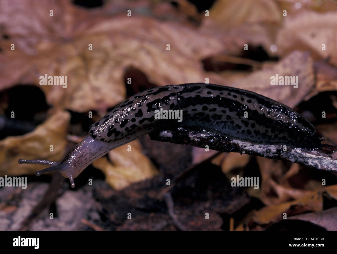 Invertebrate garden spotted hi-res stock photography and images - Alamy