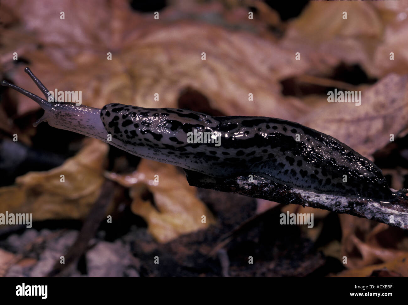 INVERTEBRATE Garden Spotted Stock Photo - Alamy
