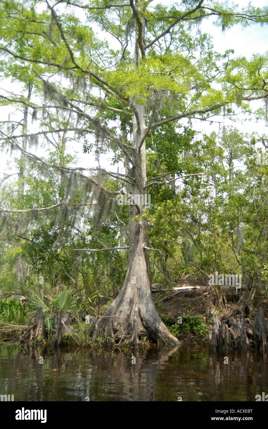 Baldcypress tree hi-res stock photography and images - Alamy