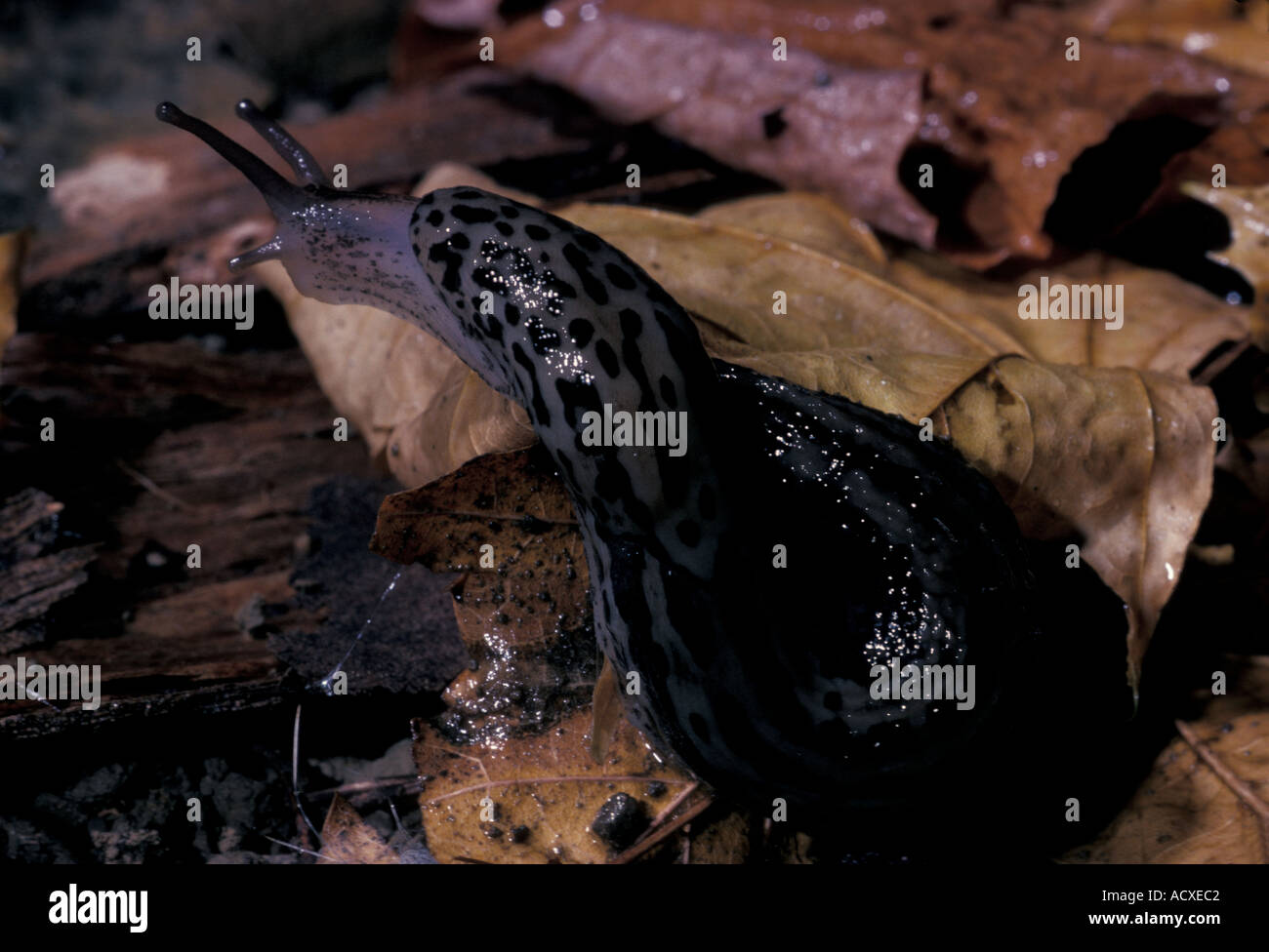 Invertebrate garden spotted hi-res stock photography and images - Alamy