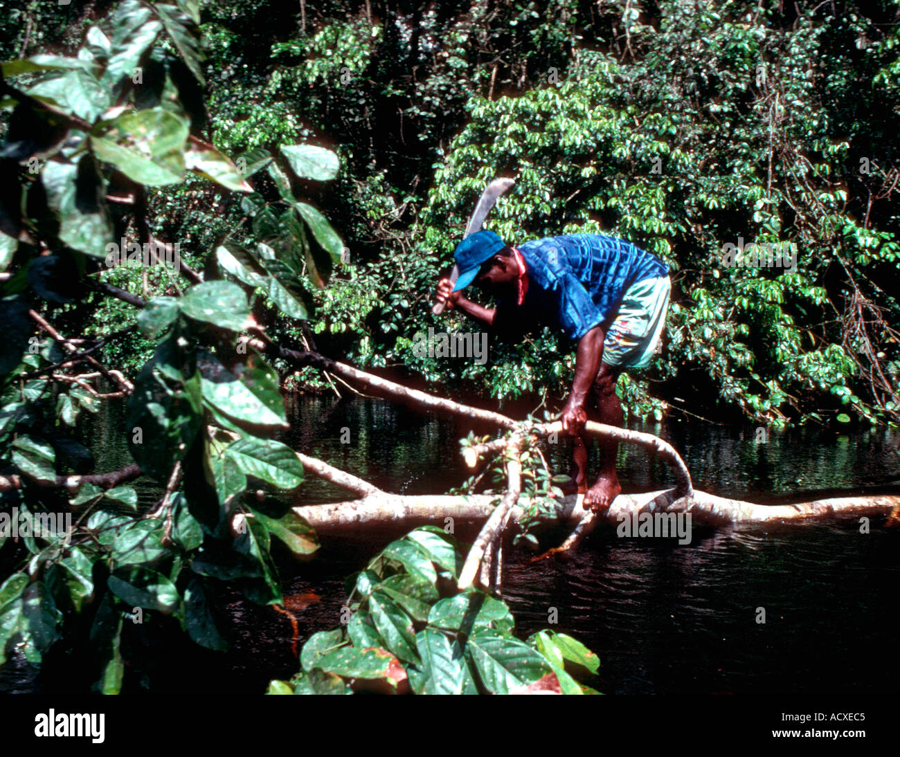 Tree fallen into the river Guyana South America Stock Photo - Alamy
