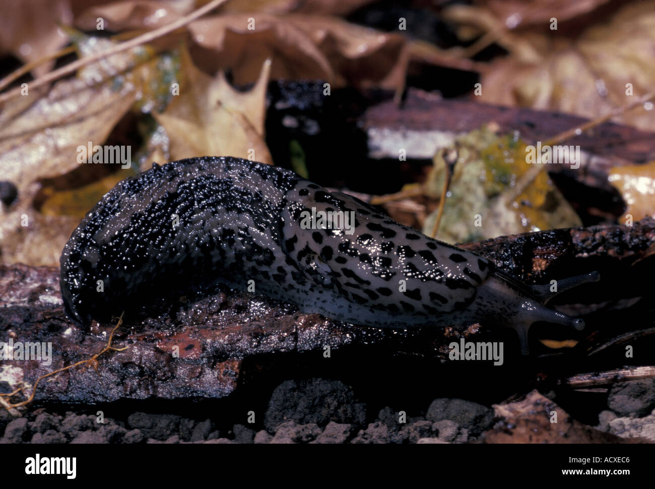 INVERTEBRATE Garden Spotted Stock Photo - Alamy