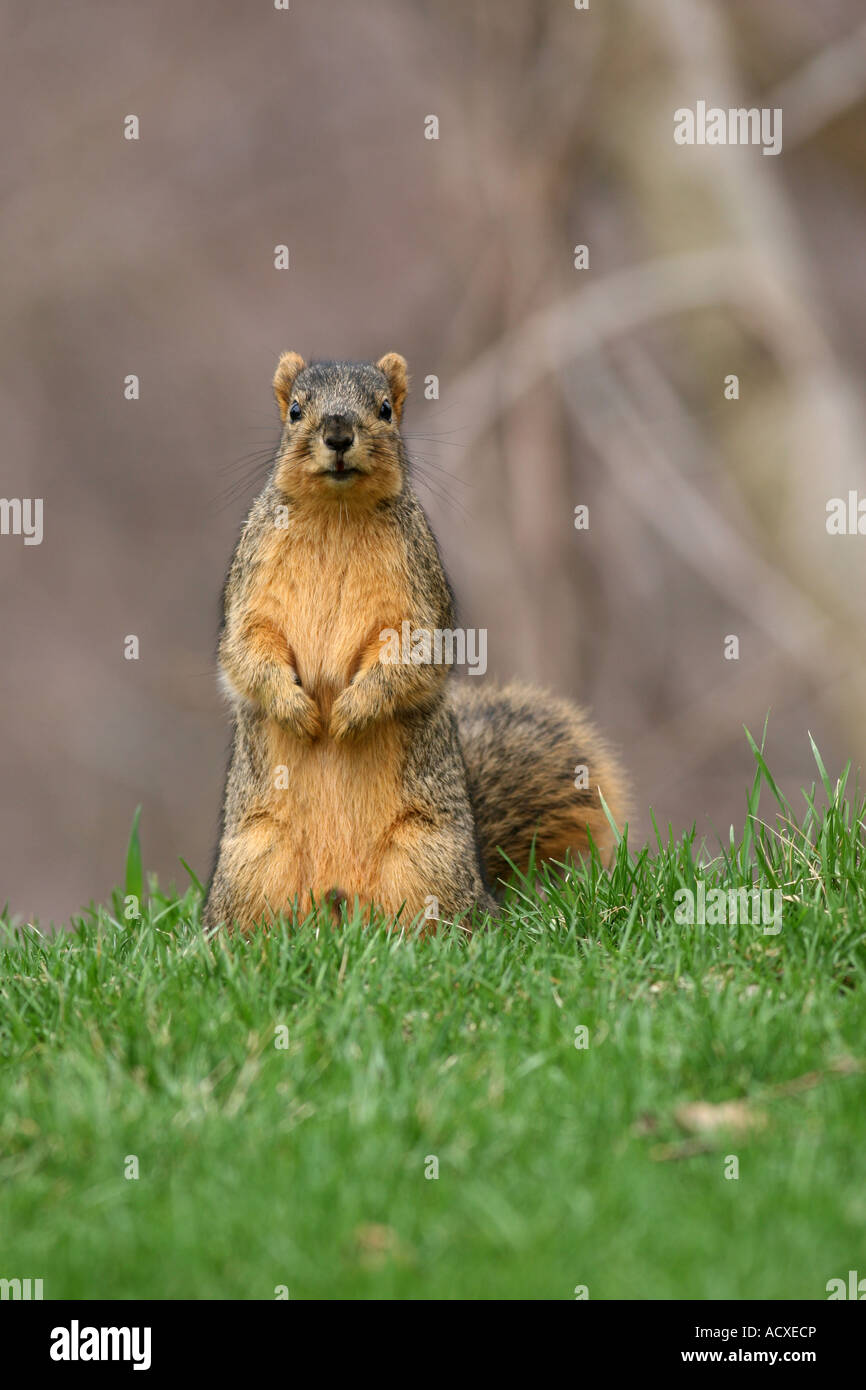 Eastern Fox Squirrel standing on hind legs in suburban yard Stock Photo ...