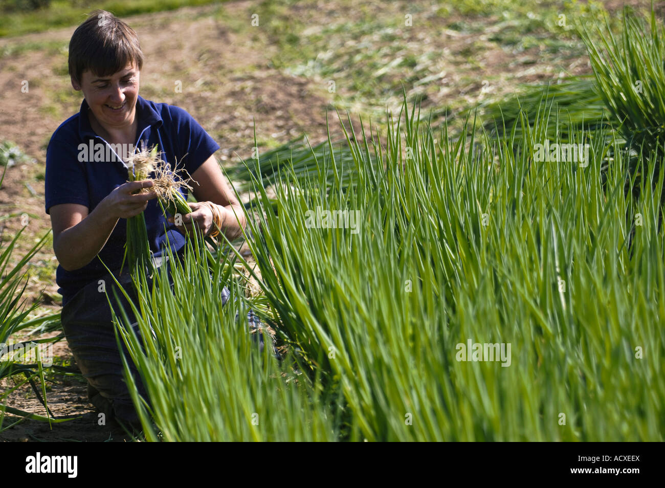 Harvesting spring onions belgium hi-res stock photography and images ...