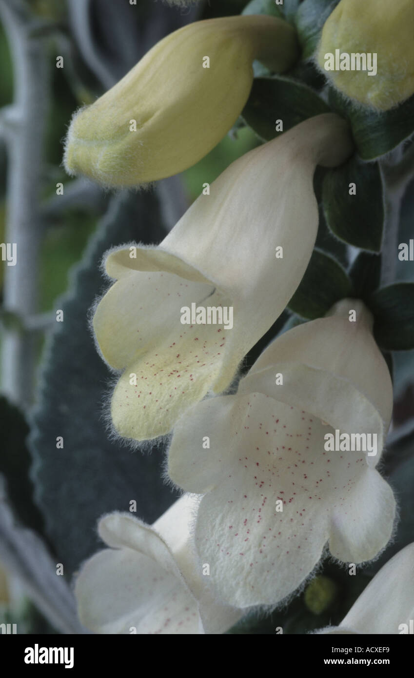 Digitalis purpurea 'Reynard's Silver'. Foxglove Stock Photo - Alamy