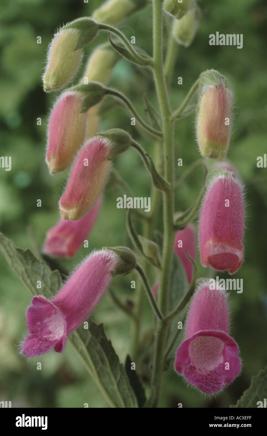 Digitalis thapsi hi-res stock photography and images - Alamy