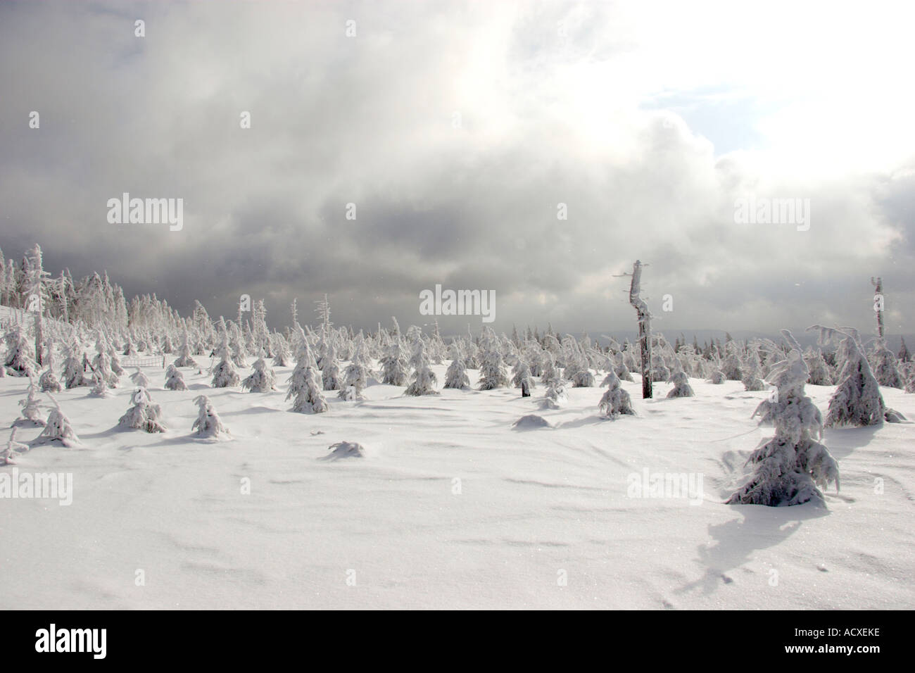 Snow covered trees on the brocken mountain hi-res stock photography and ...