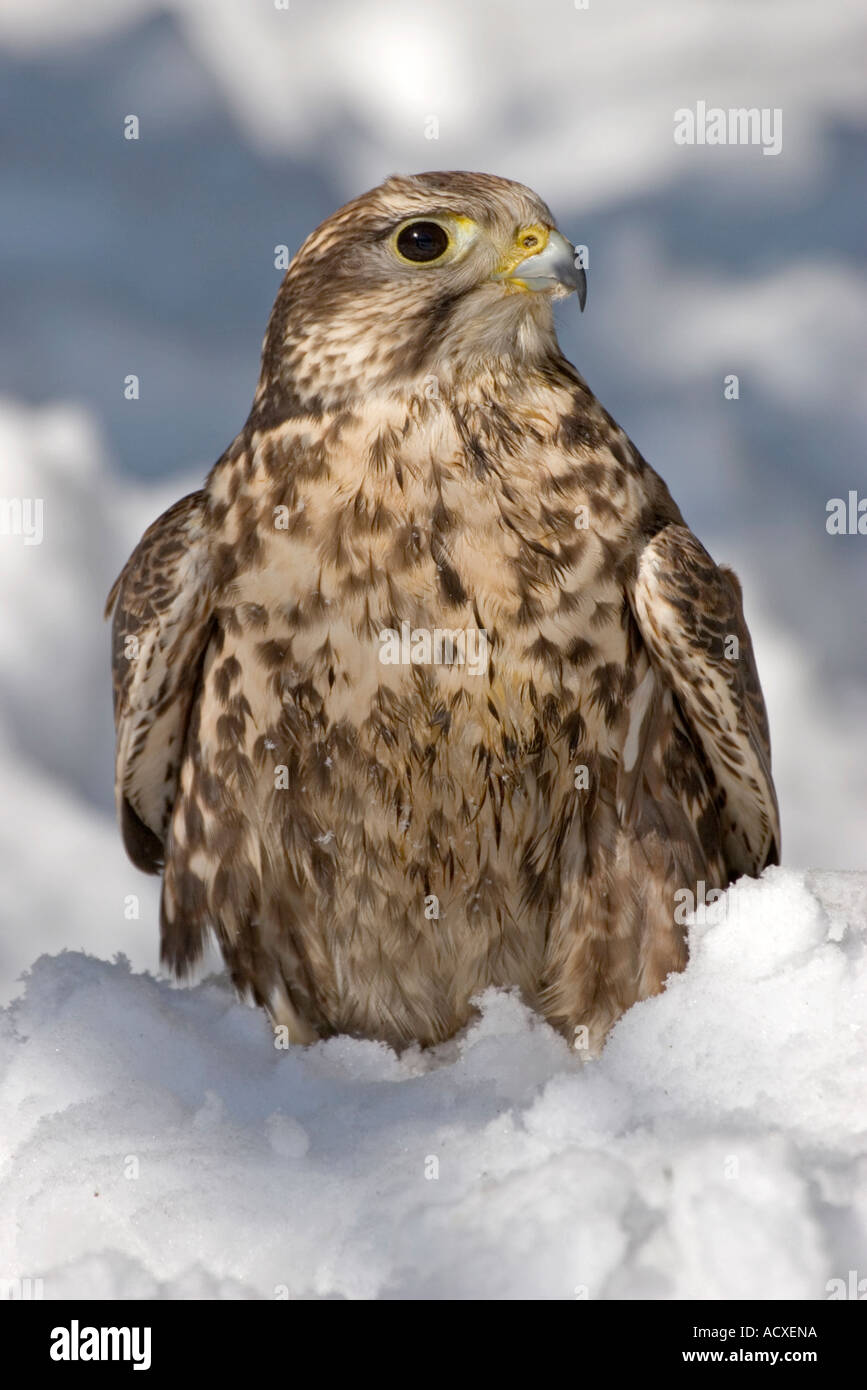 Saker falcon in snow Stock Photo - Alamy