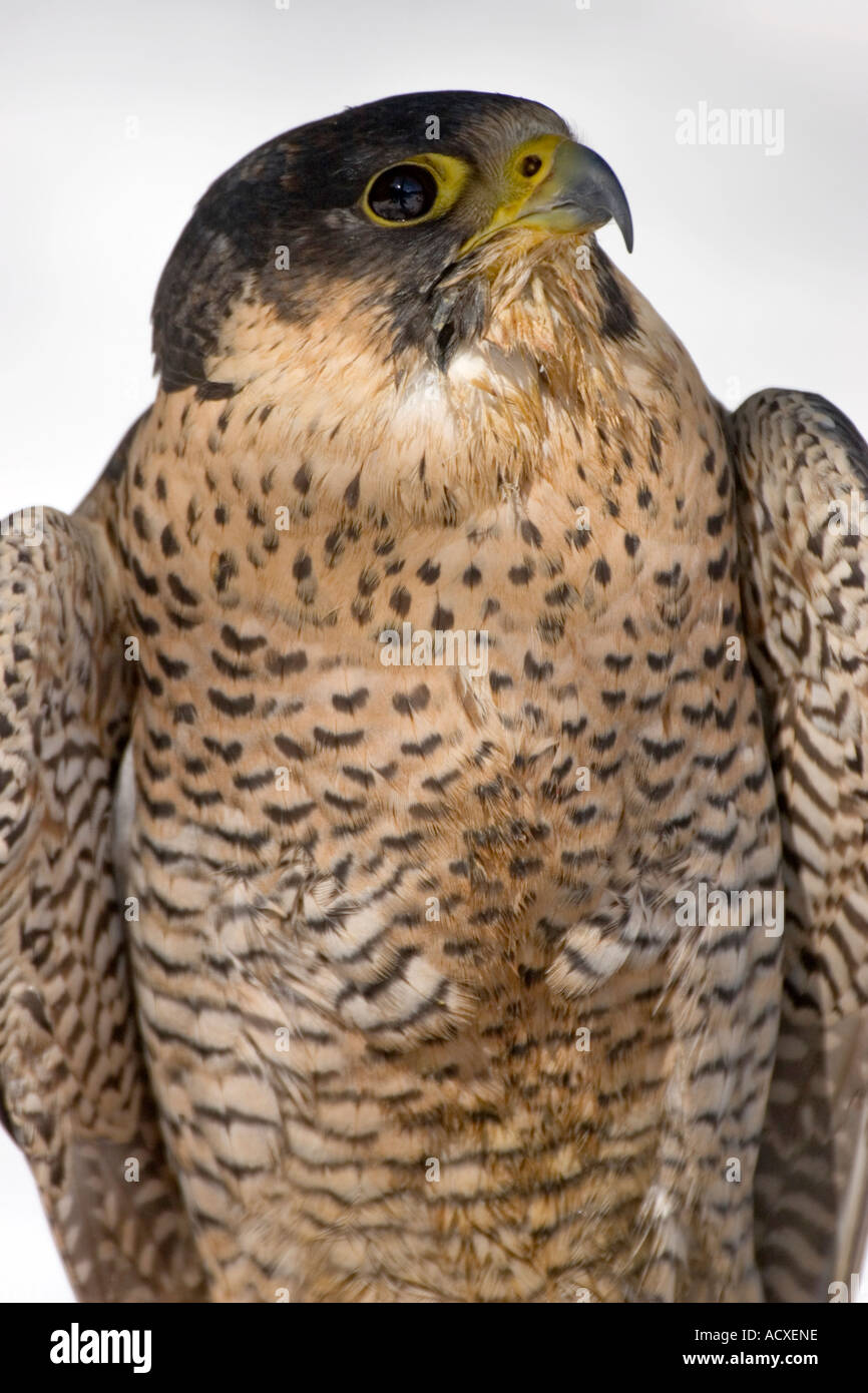 Peregrine hawk hi-res stock photography and images - Alamy