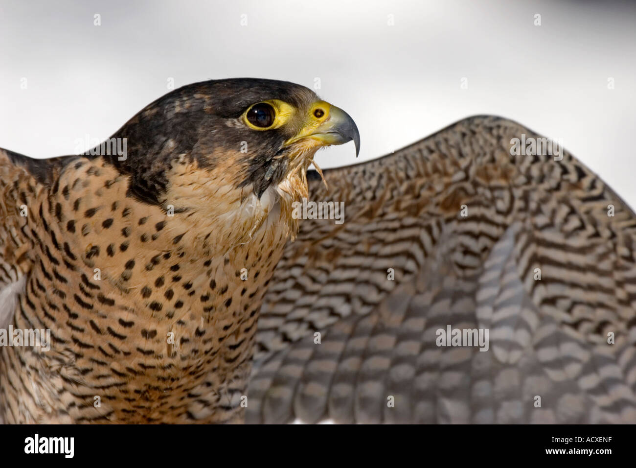 Peregrine hawk hi-res stock photography and images - Alamy