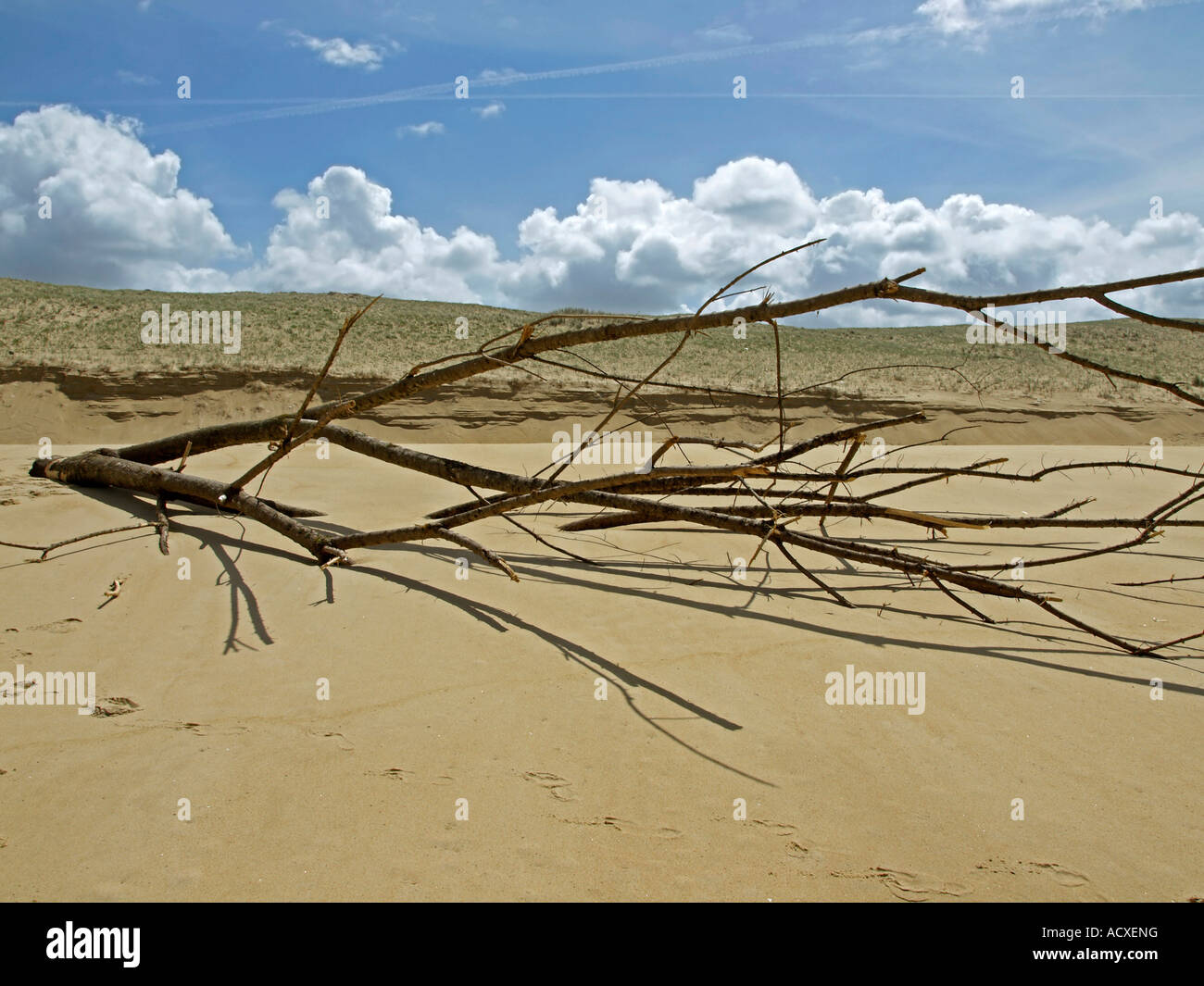 Stranded tree hi-res stock photography and images - Alamy
