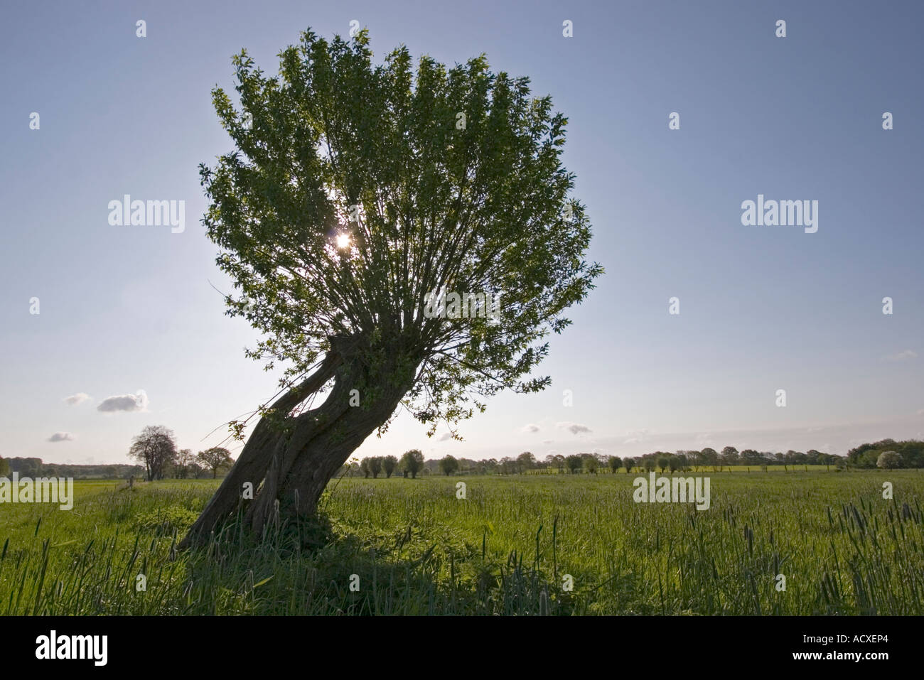 Pollard willow with blue sky Stock Photo - Alamy