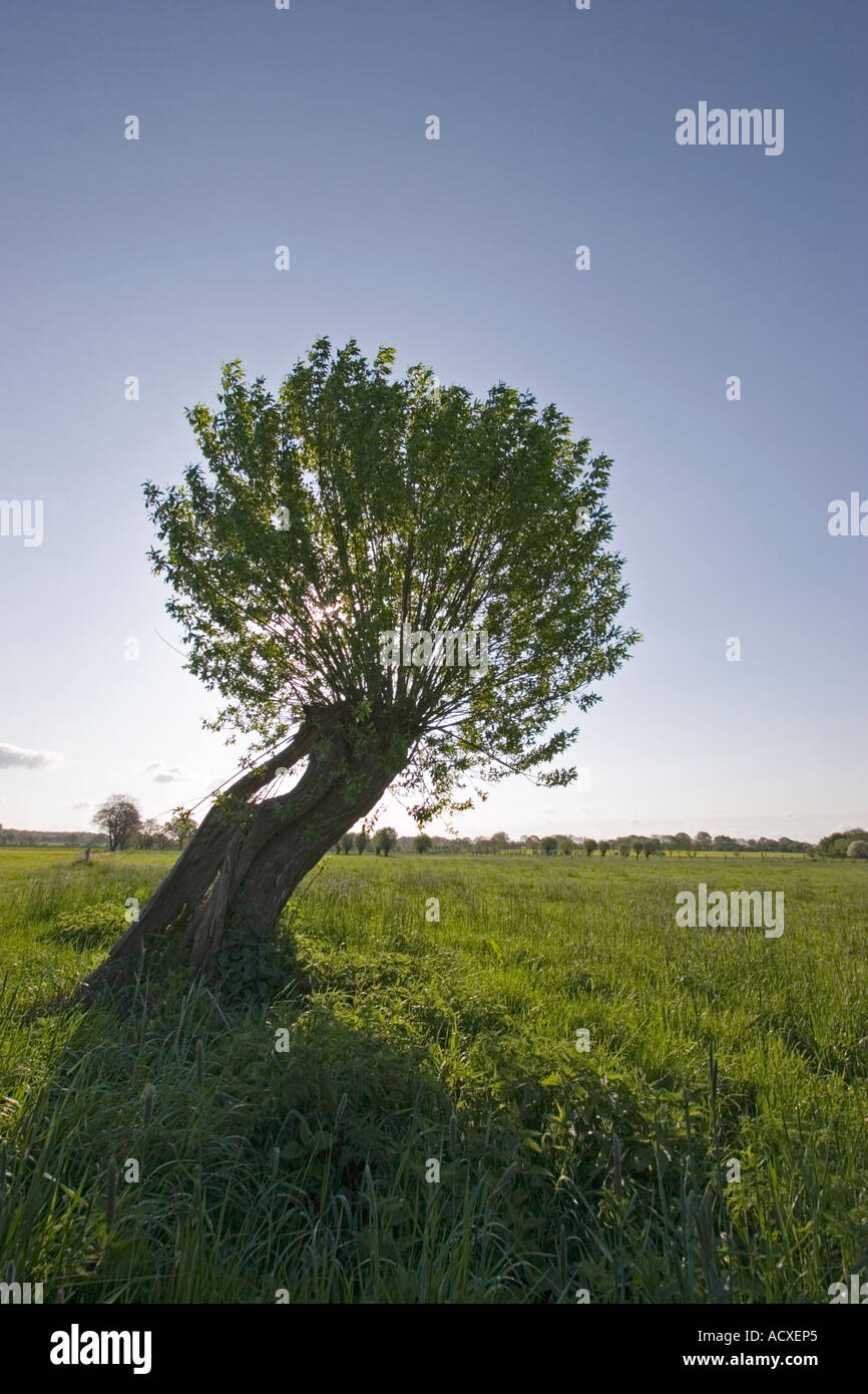 Pollard willow with blue sky Stock Photo - Alamy