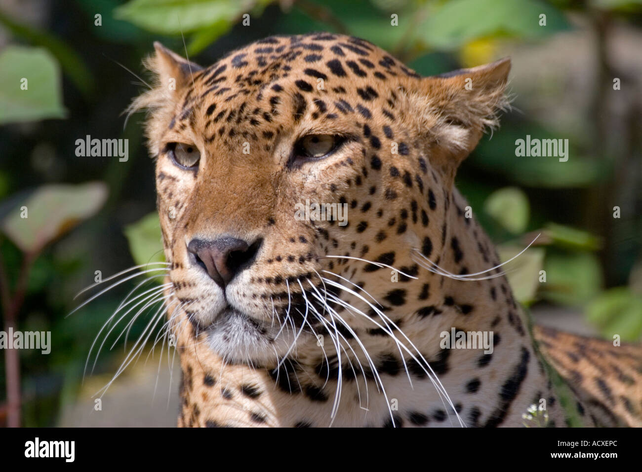 Portrait of a leopard, Panthera pardus Stock Photo - Alamy