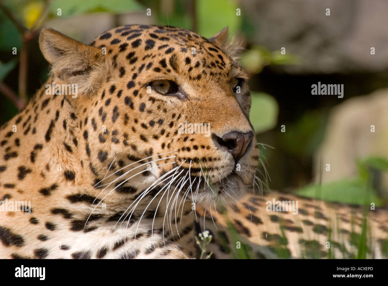 Portrait of a leopard, Panthera pardus Stock Photo - Alamy