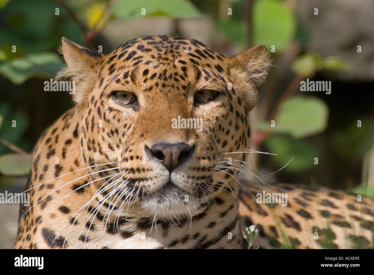 Portrait of a leopard, Panthera pardus Stock Photo - Alamy