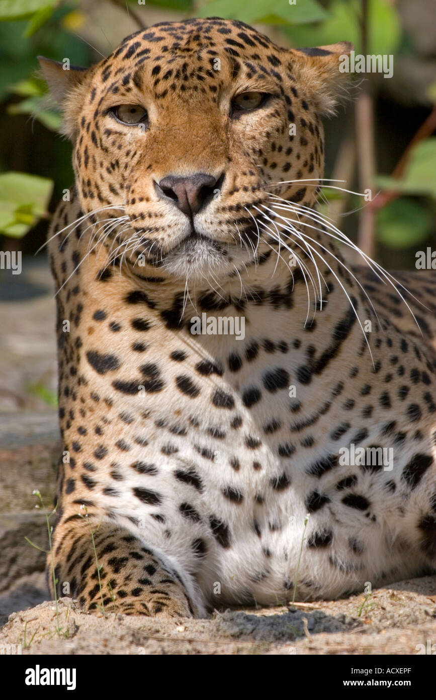 Leopard, Panthera pardus Stock Photo - Alamy