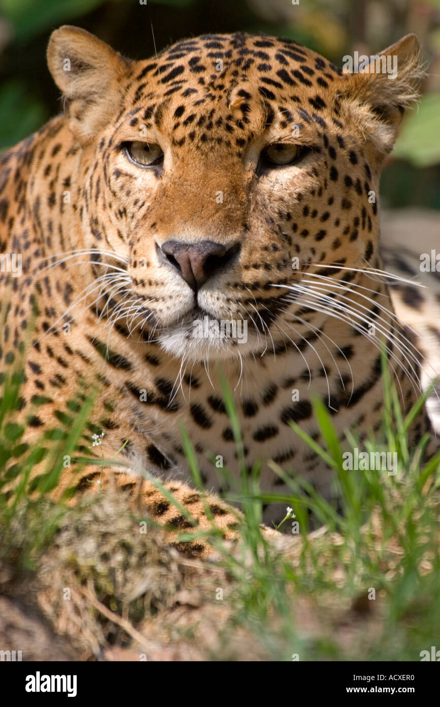 Portrait of a leopard, Panthera pardus Stock Photo - Alamy