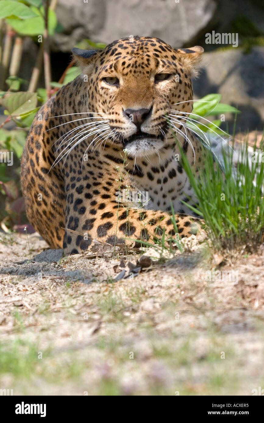 Leopard, Panthera pardus Stock Photo - Alamy