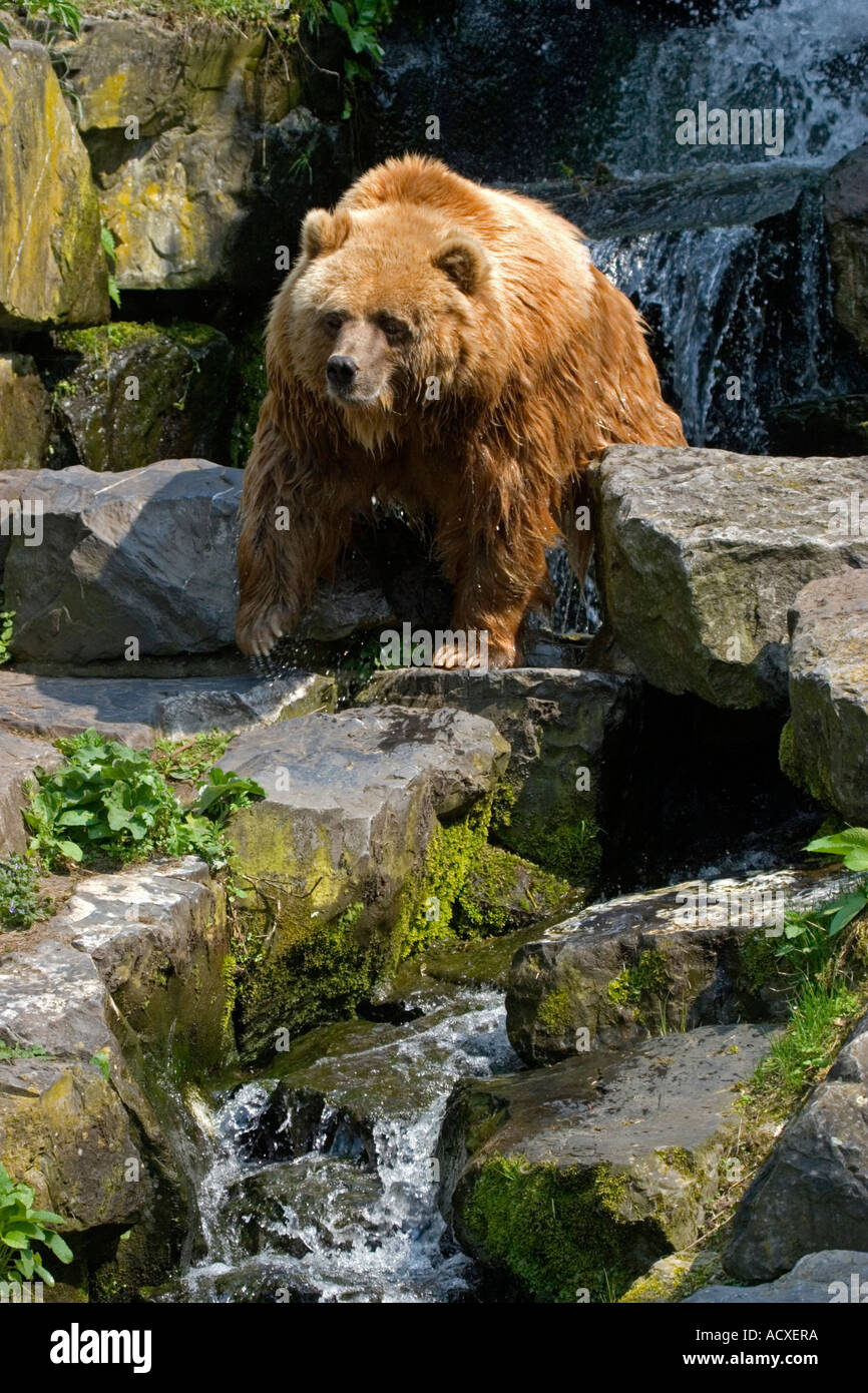 Kodiakbar hi-res stock photography and images - Alamy