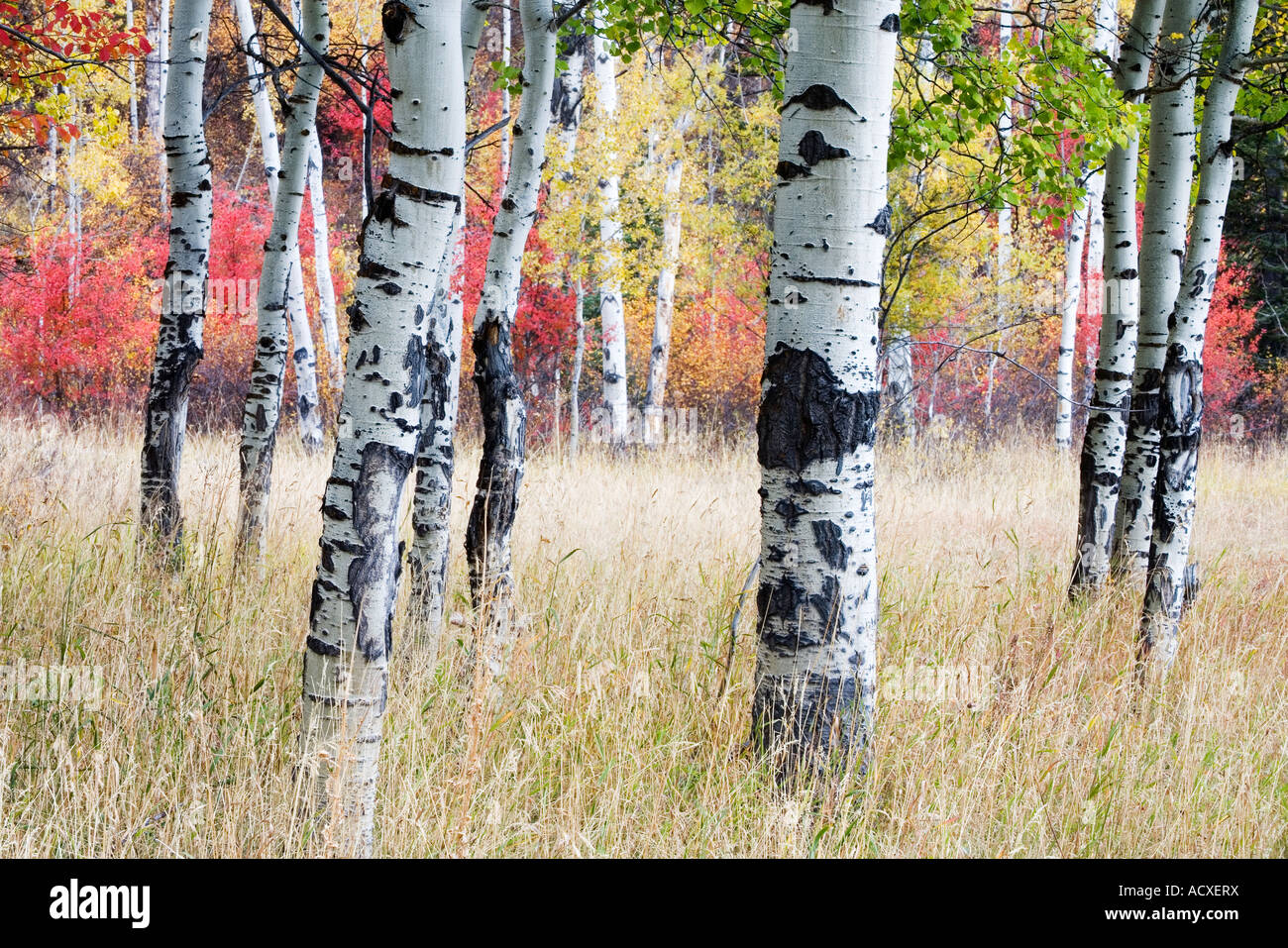 Grove of birch trees in fall color, Grand Tetons National Park, Wyoming ...
