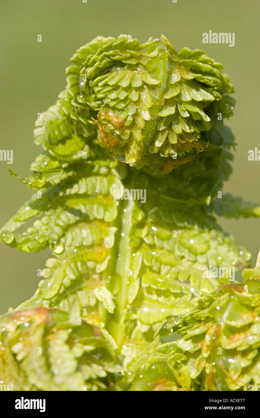 Aspidium filix mas hi-res stock photography and images - Alamy