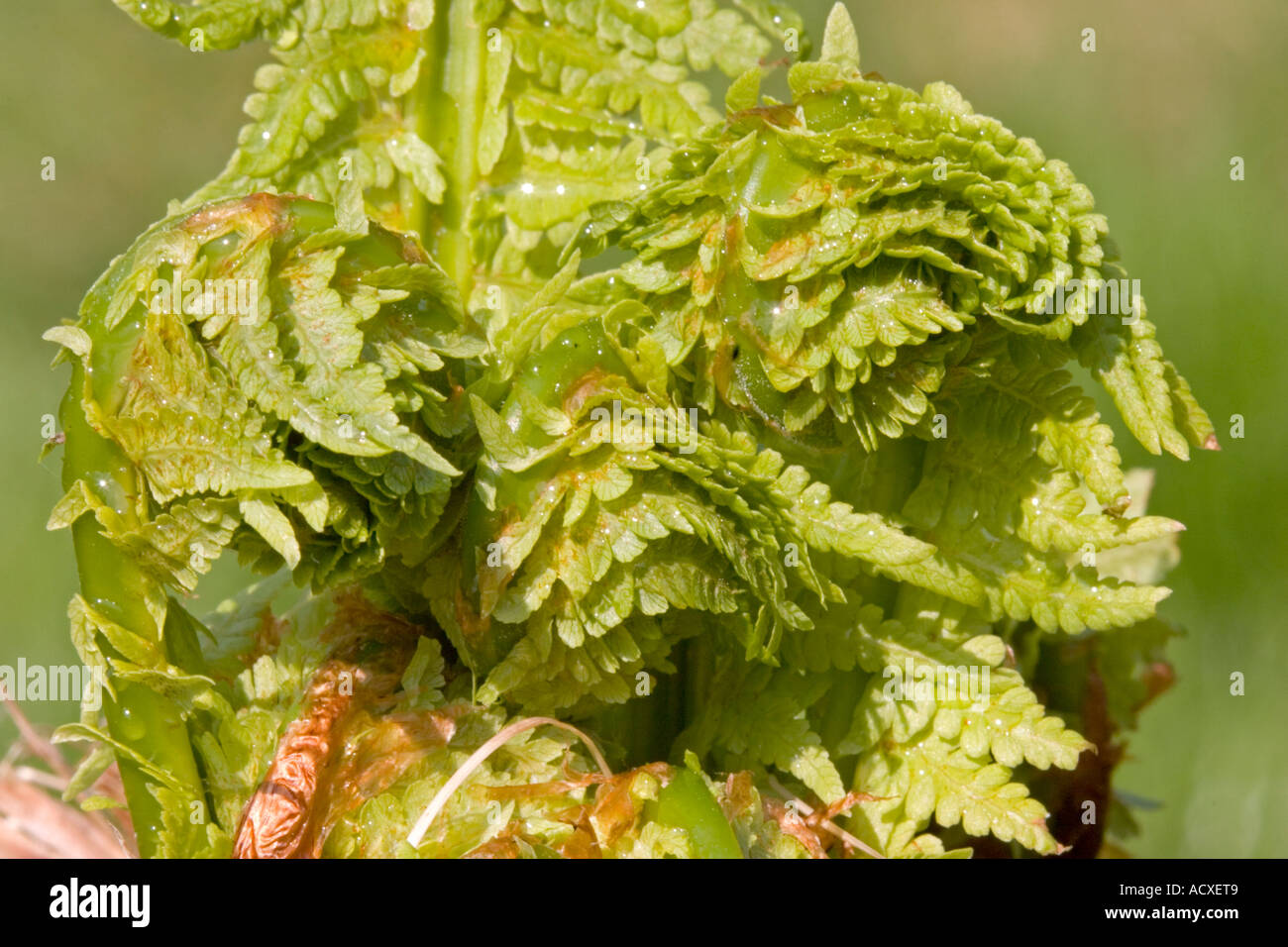 Aspidium hi-res stock photography and images - Alamy