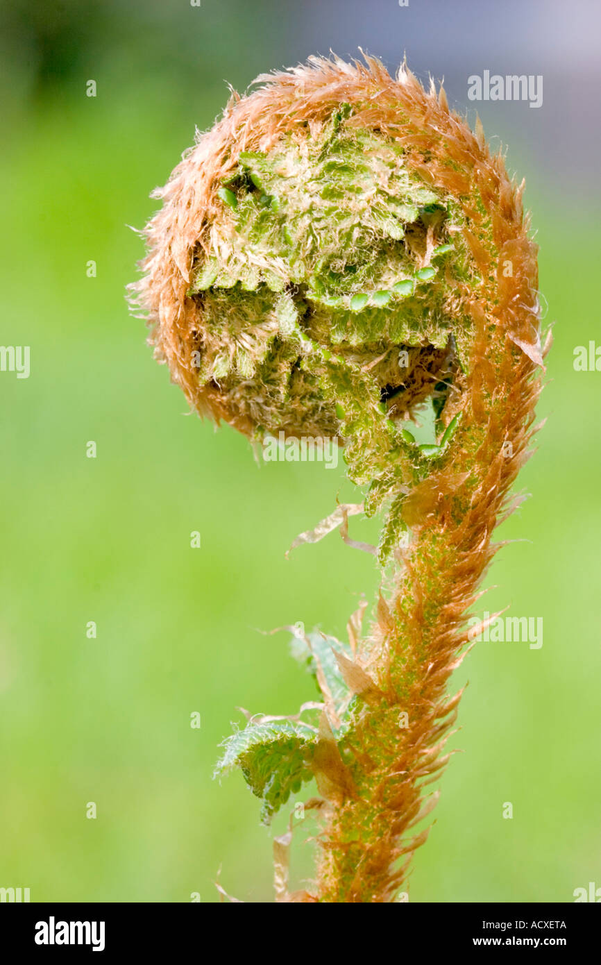 Roll up fern hi-res stock photography and images - Alamy