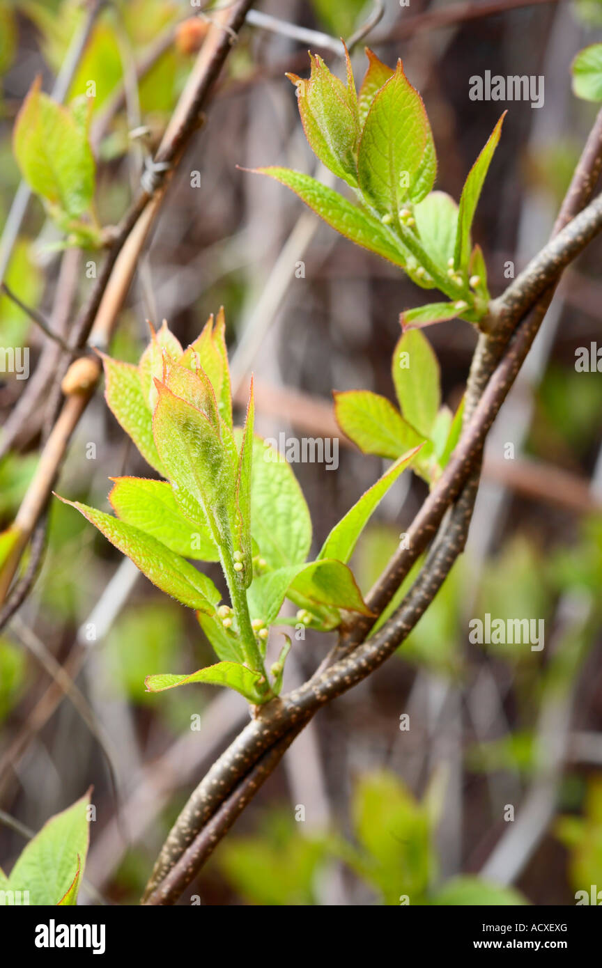 A vine growing in spring Stock Photo - Alamy
