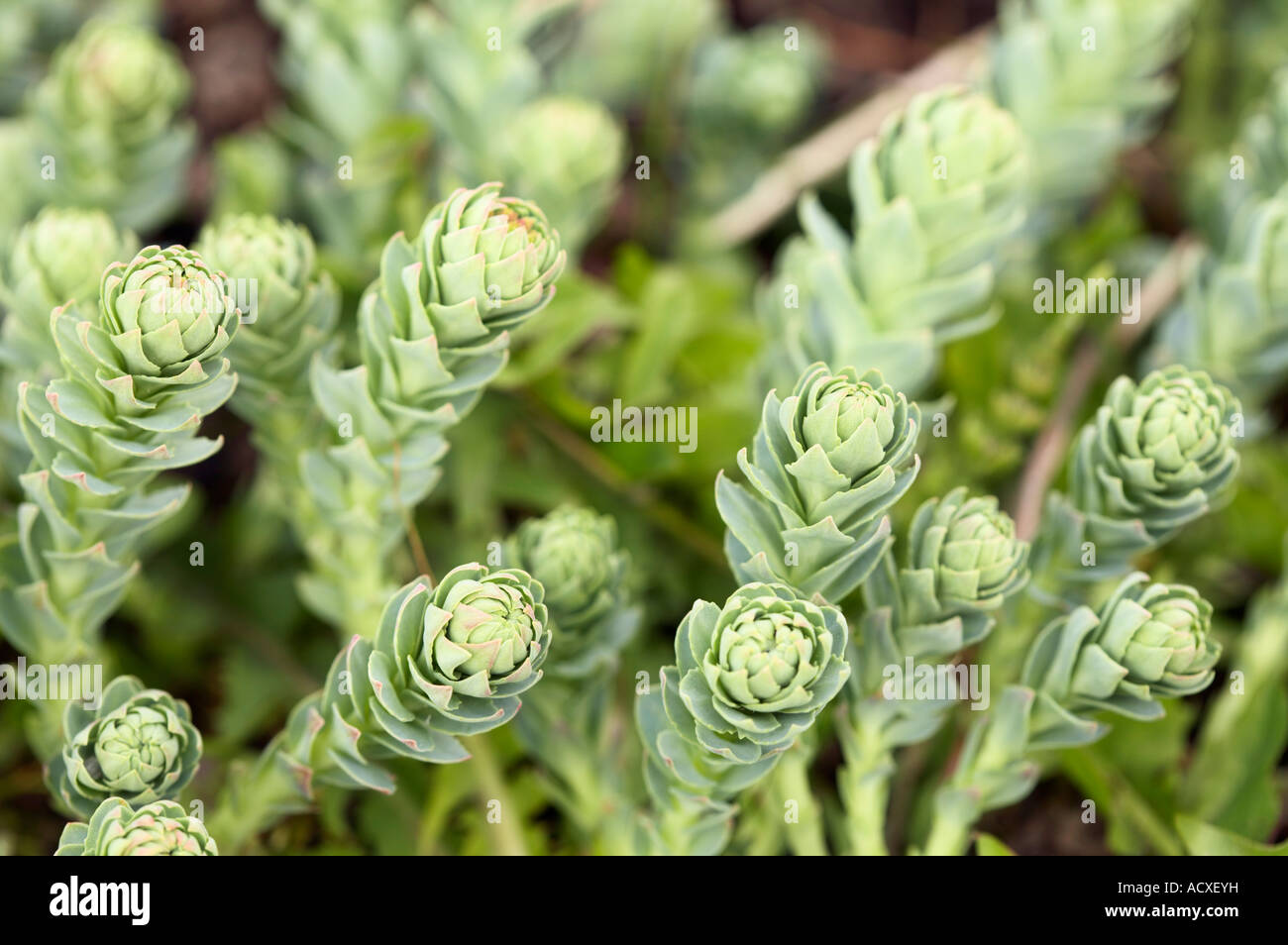 Rose root rhodiola hi-res stock photography and images - Alamy