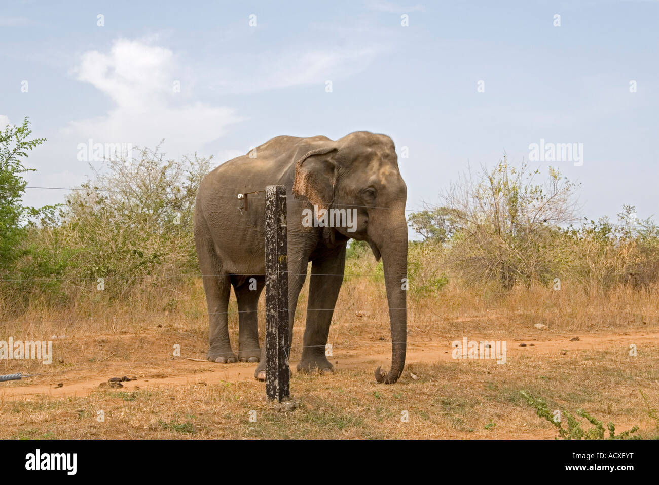 Elephant at Electric Fence, Uda Walawe National Park, Sri Lanka Stock ...