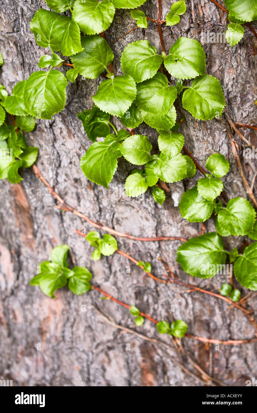 Hydrangea Anomala Petiolaris - Climbing Hydrangea Stock Photo - Alamy