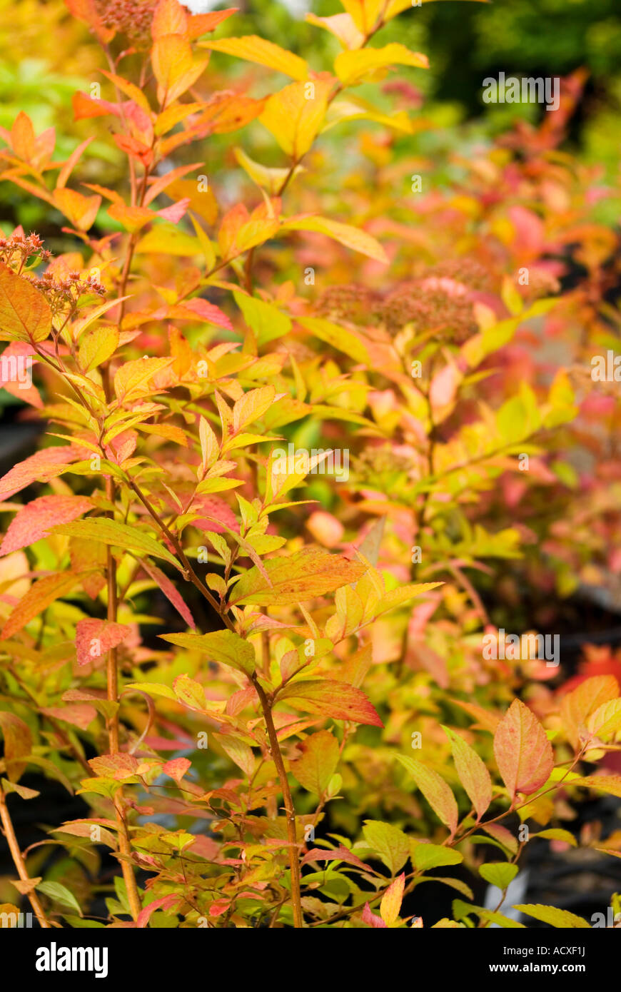 Spiraea Golden Princess Stock Photo - Alamy