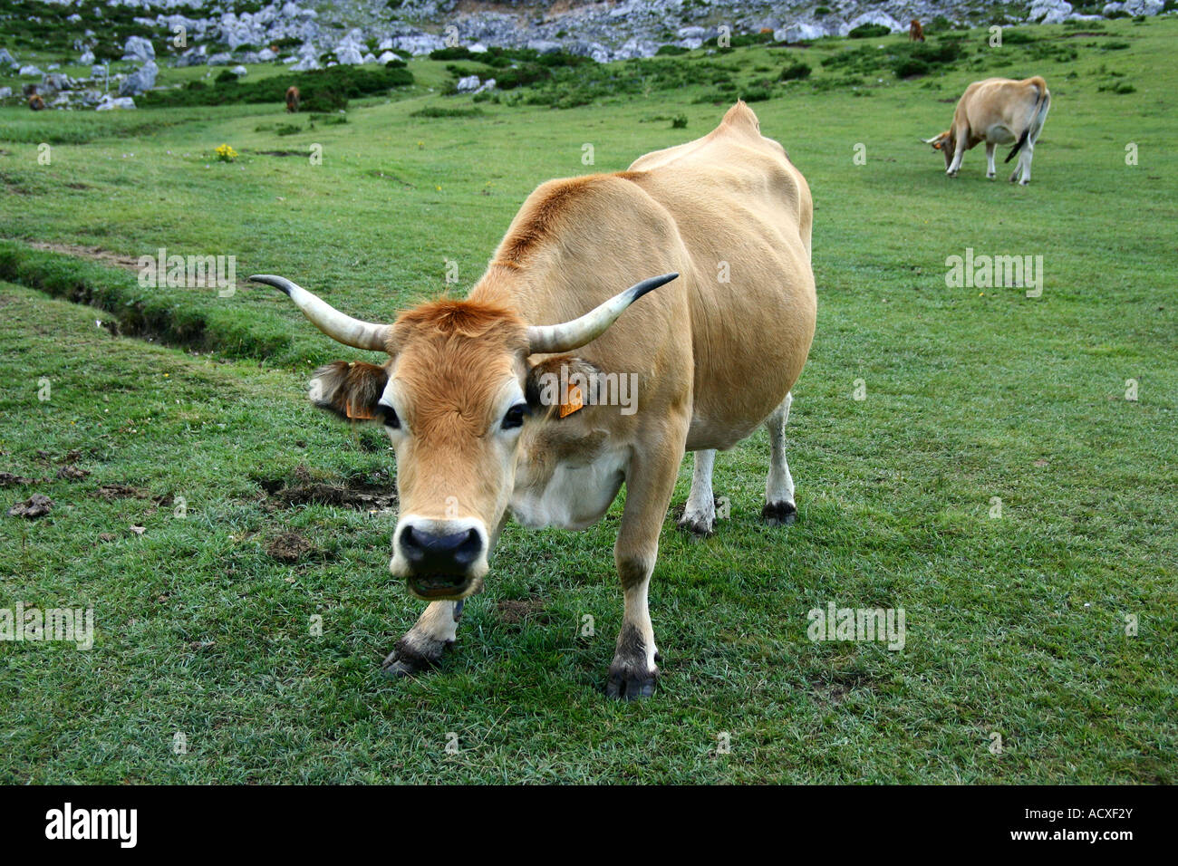 Aggressive cow with horns looking straight at the camera with an angry ...