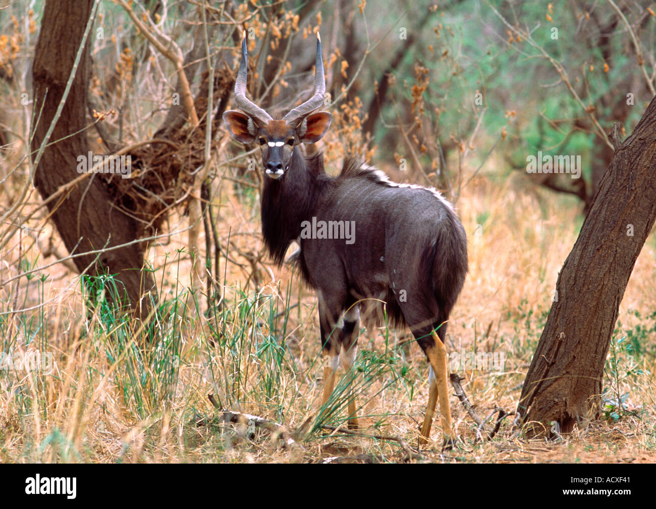 Nyala Bull in its prime Stock Photo - Alamy