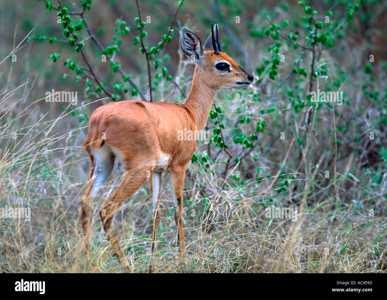 Steenbuck hi-res stock photography and images - Alamy
