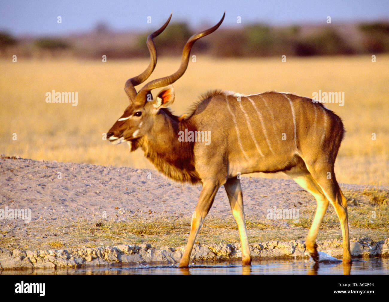 Greater kudu bull hi-res stock photography and images - Alamy