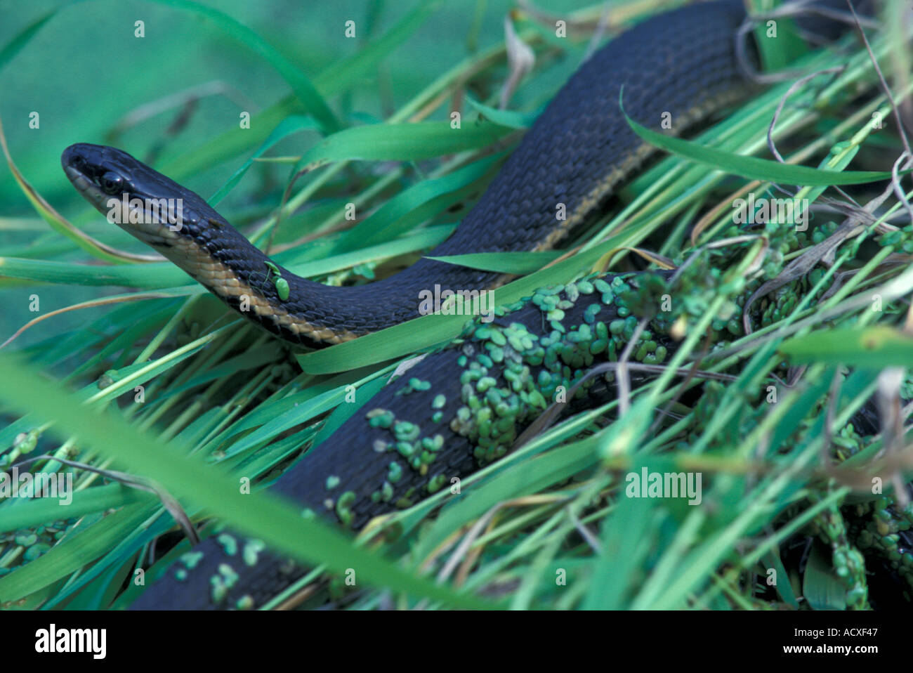 Snake queen hi-res stock photography and images - Alamy