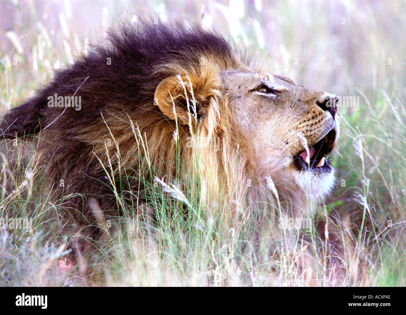 Roaring lion portrait hi-res stock photography and images - Alamy
