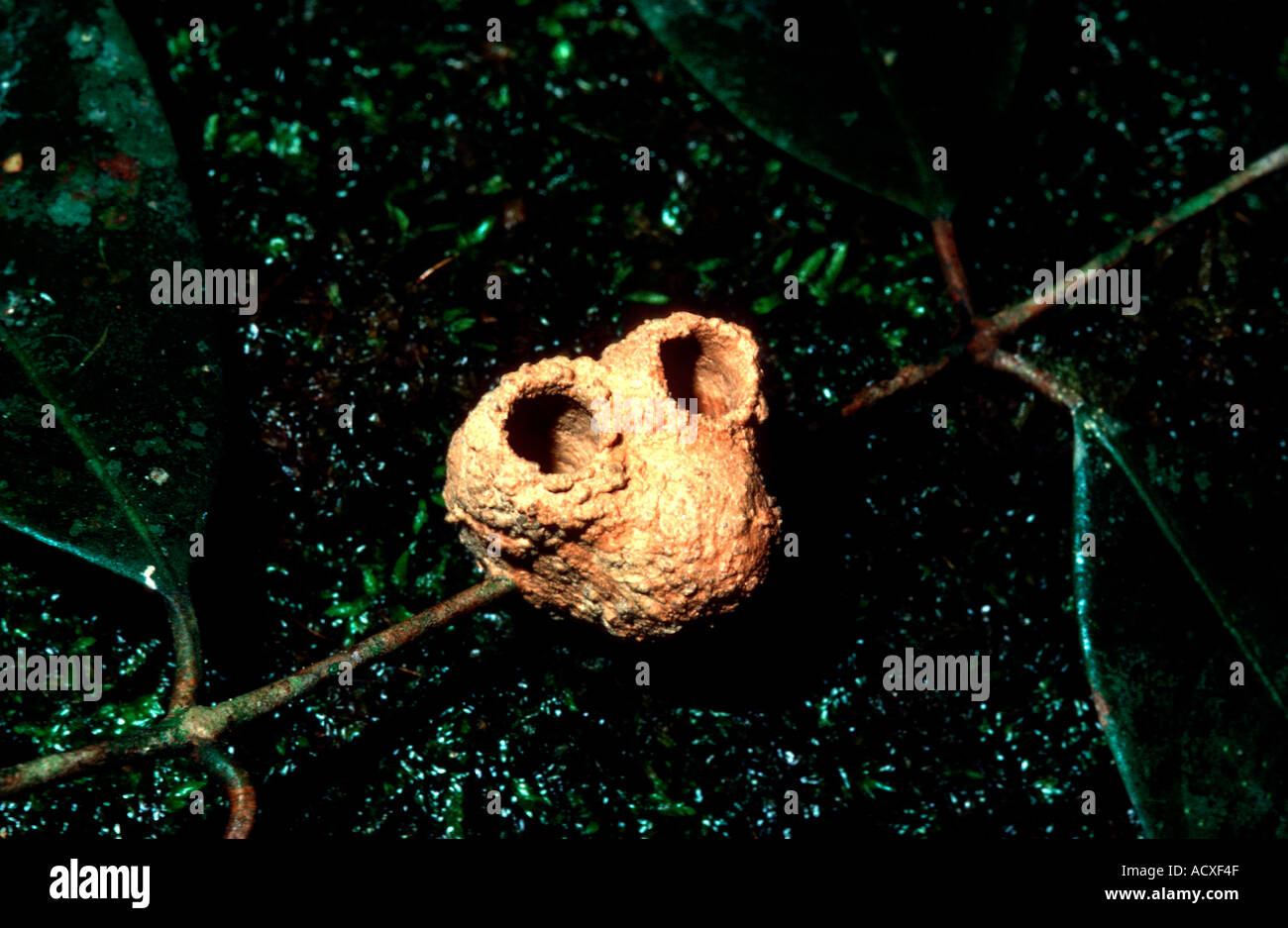 Work of a Potter wasp (Eumeninae), Guyana, South America Stock Photo ...