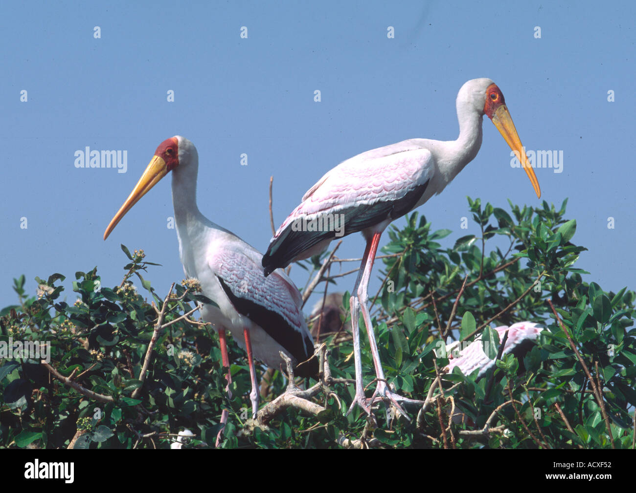 Yellow Billed Storks Nesting Stock Photo - Alamy