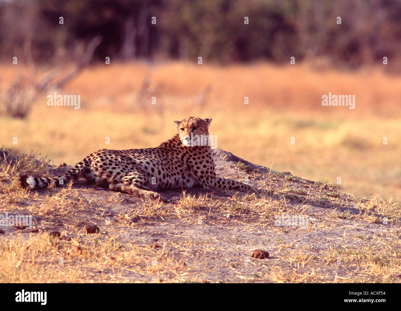 Cheetah waiting prey hi-res stock photography and images - Alamy