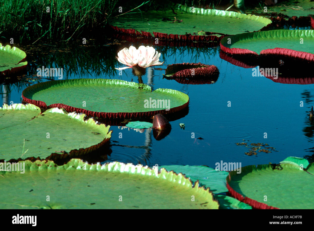 Giant water lilly Vitoria regia Victoria amazonica Nymphaeaceae Stock ...
