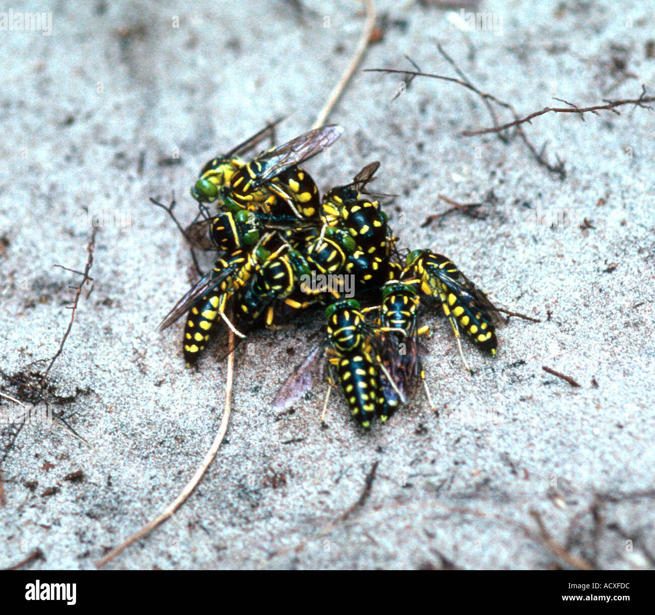 Wasps males fighting for a female, Guyana, South America Stock Photo ...