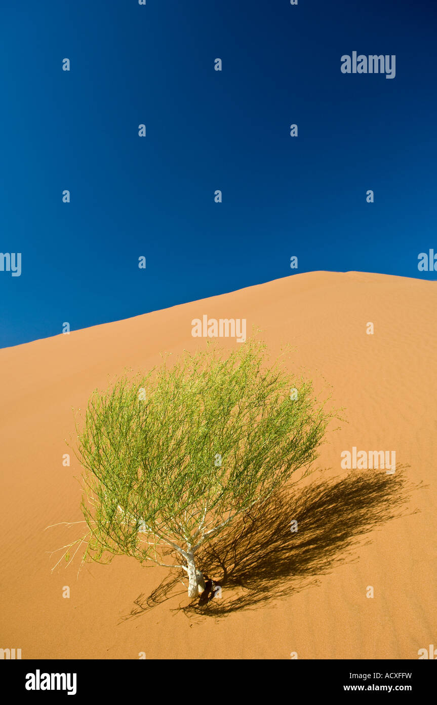 Bush growing in a sand Dune Sossusvlei Namibia Stock Photo - Alamy
