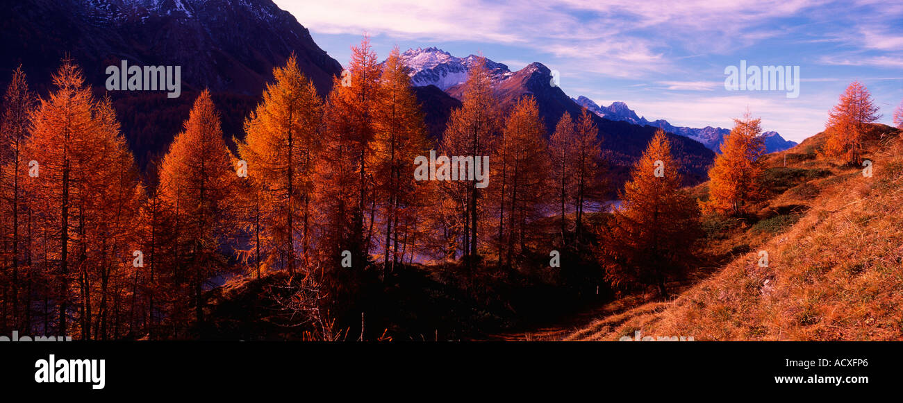 European larchs hi-res stock photography and images - Alamy