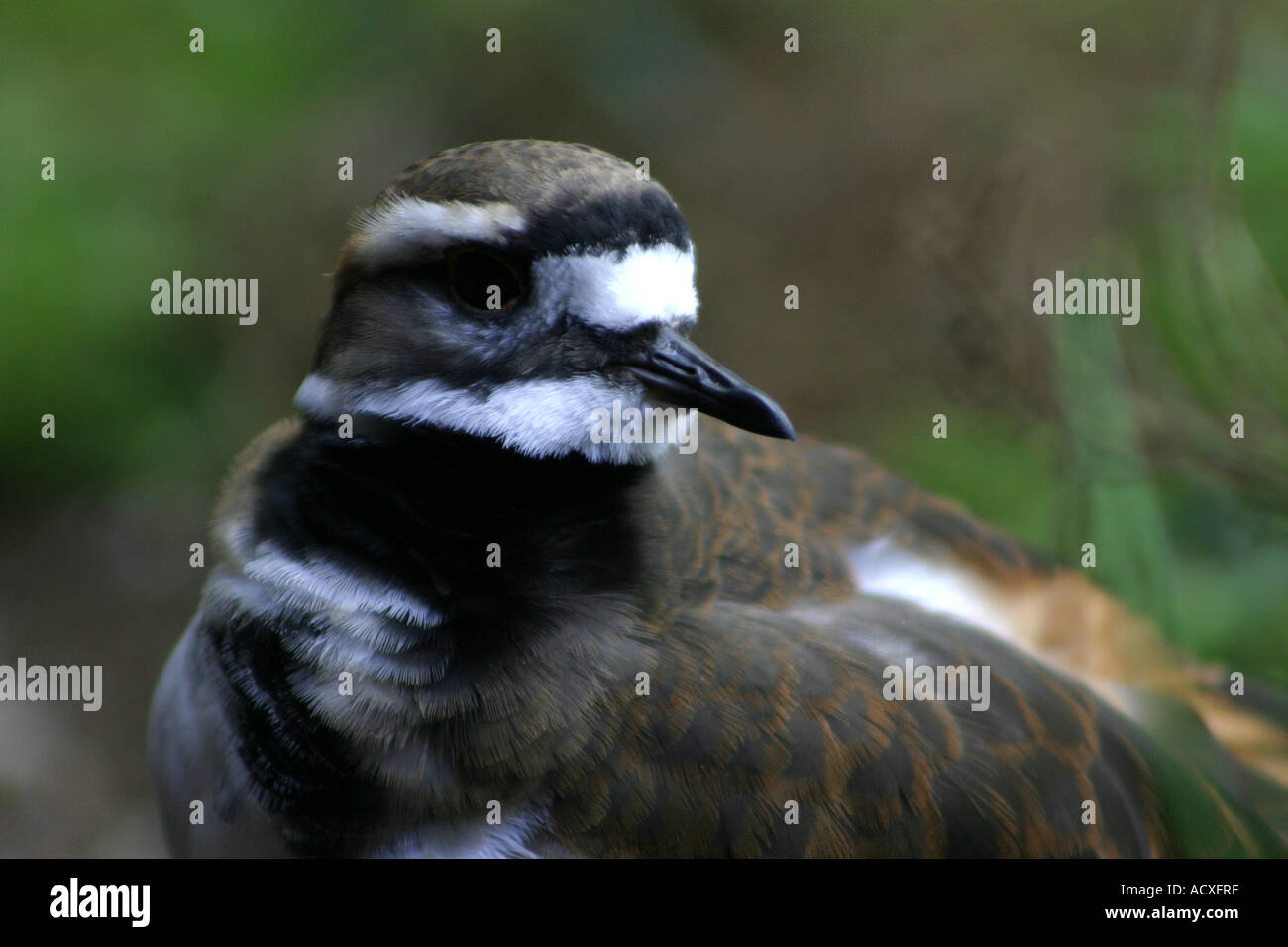 Kildeer bird hi-res stock photography and images - Alamy